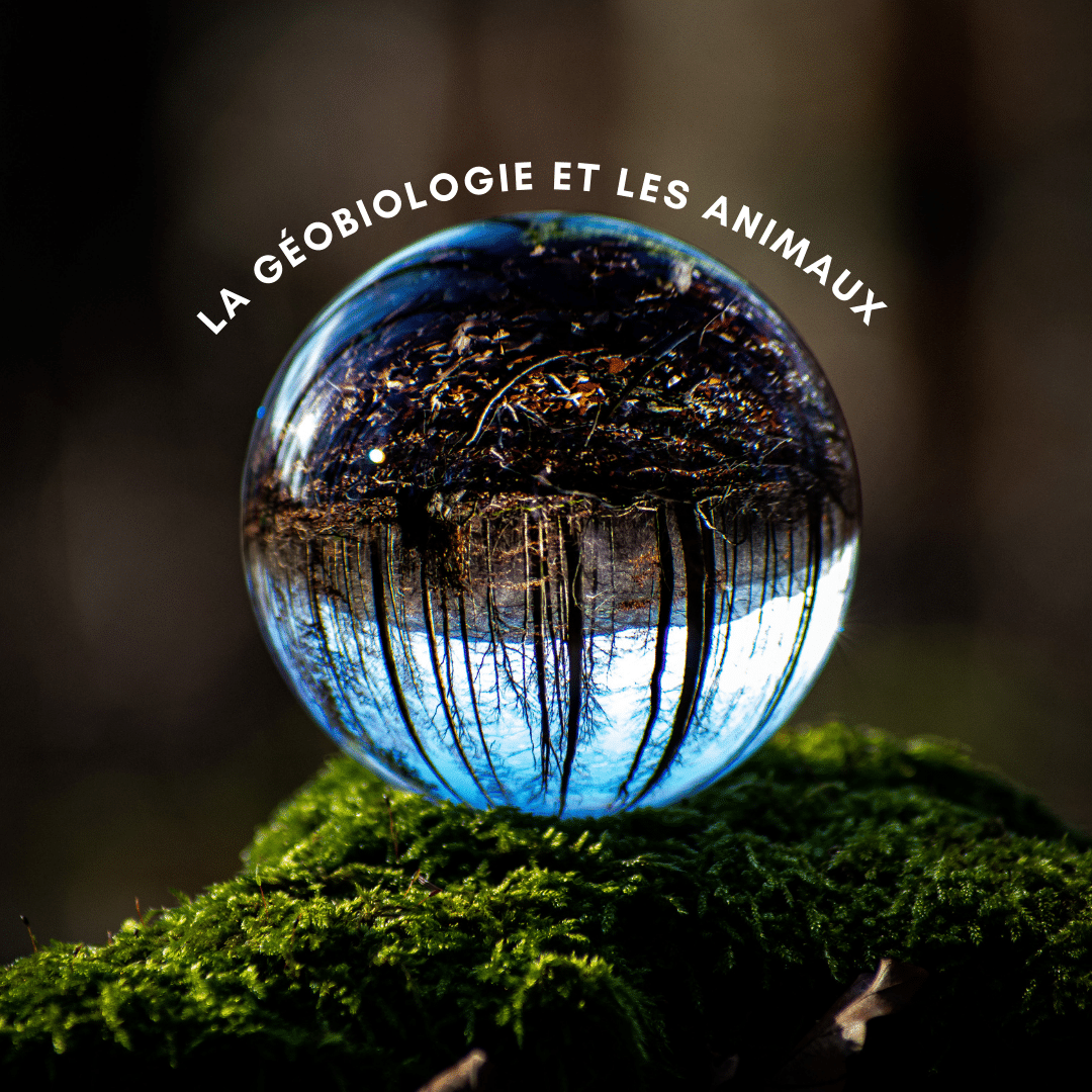 Les Animaux et La Géobiologie - Communication Animale - Messages des ...