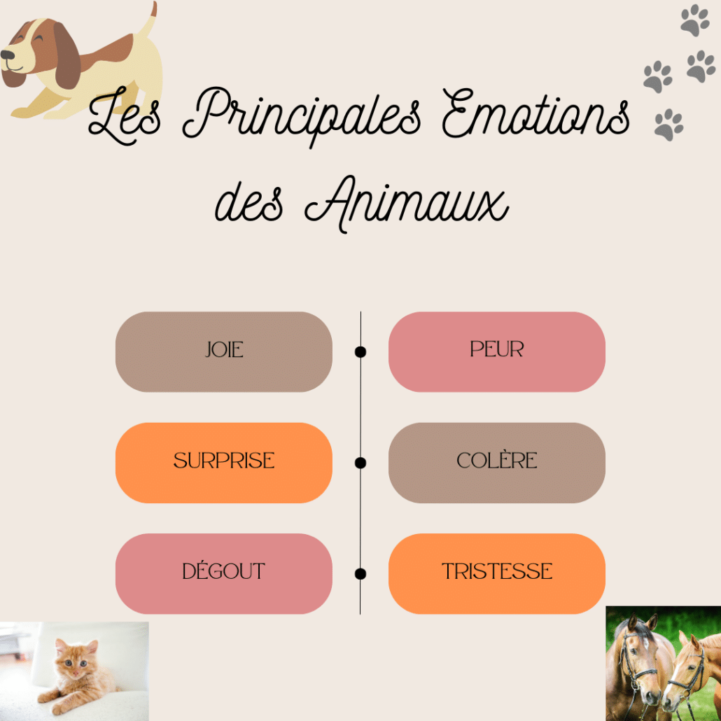 Les Emotions des Animaux - Communication Animale - Messages des Animaux