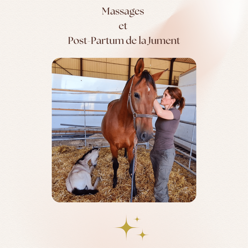 Massages et Poulinage - Masseur Equin - Messages des Animaux